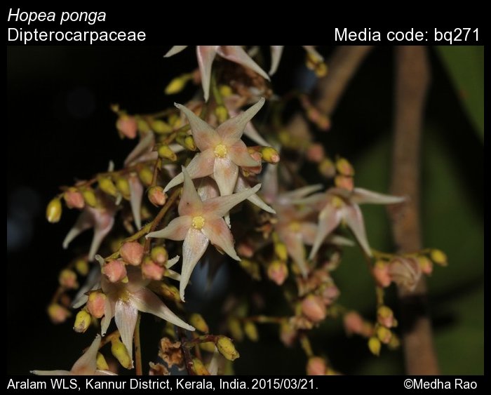 Dipterocarpaceae | Butterfly